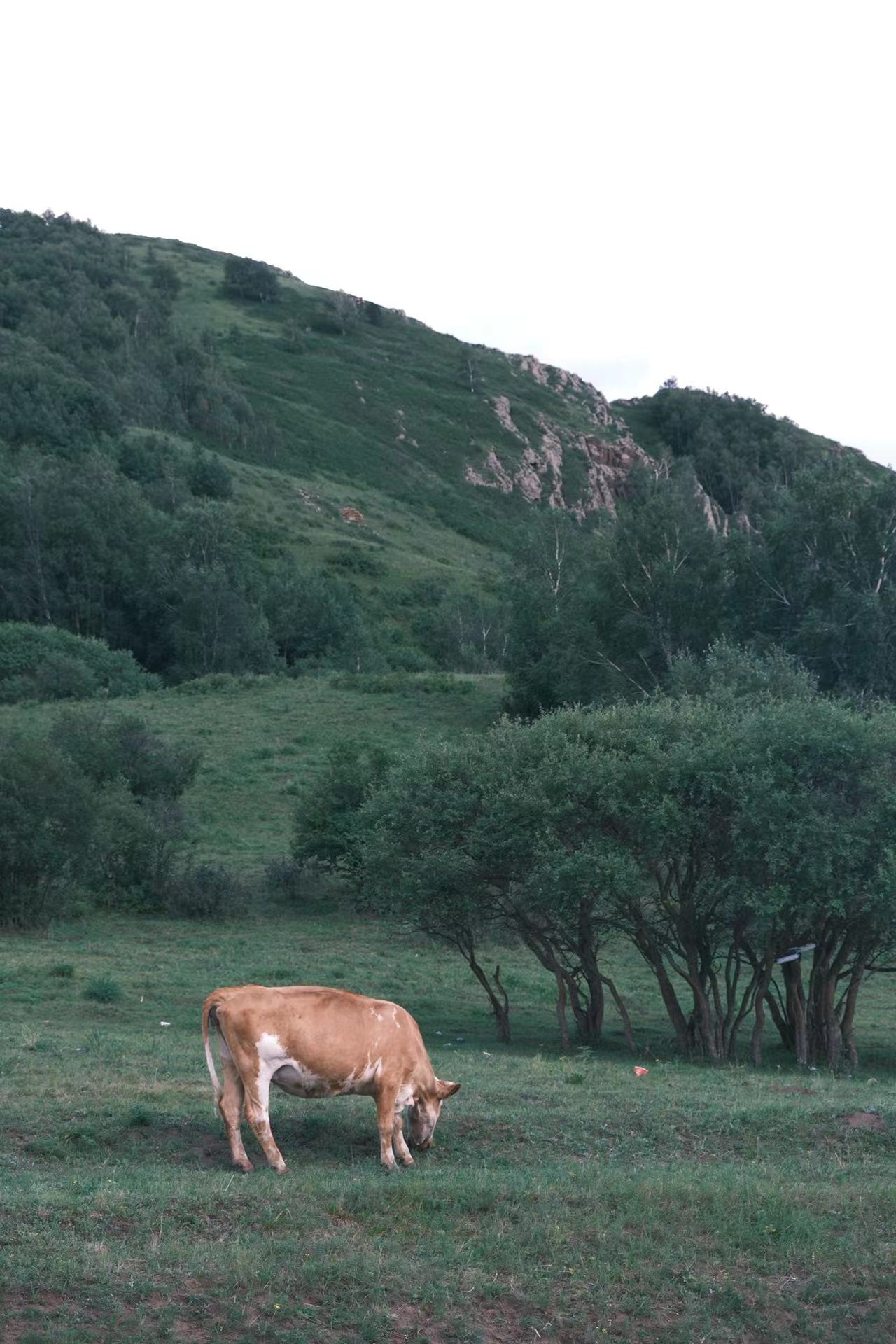 草原_haha嘻嘻-站酷ZCOOL