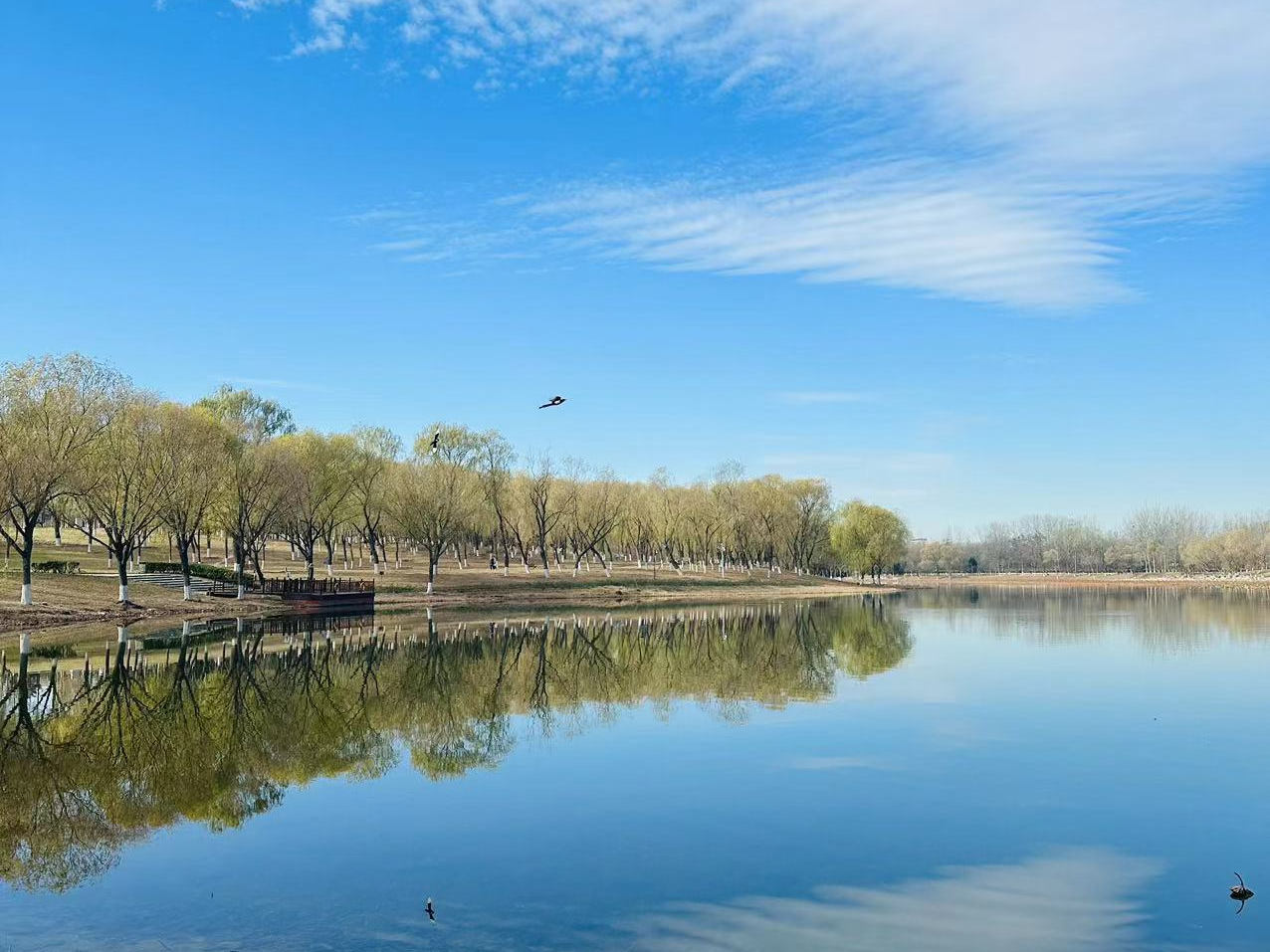 飞鸟_haha嘻嘻-站酷ZCOOL