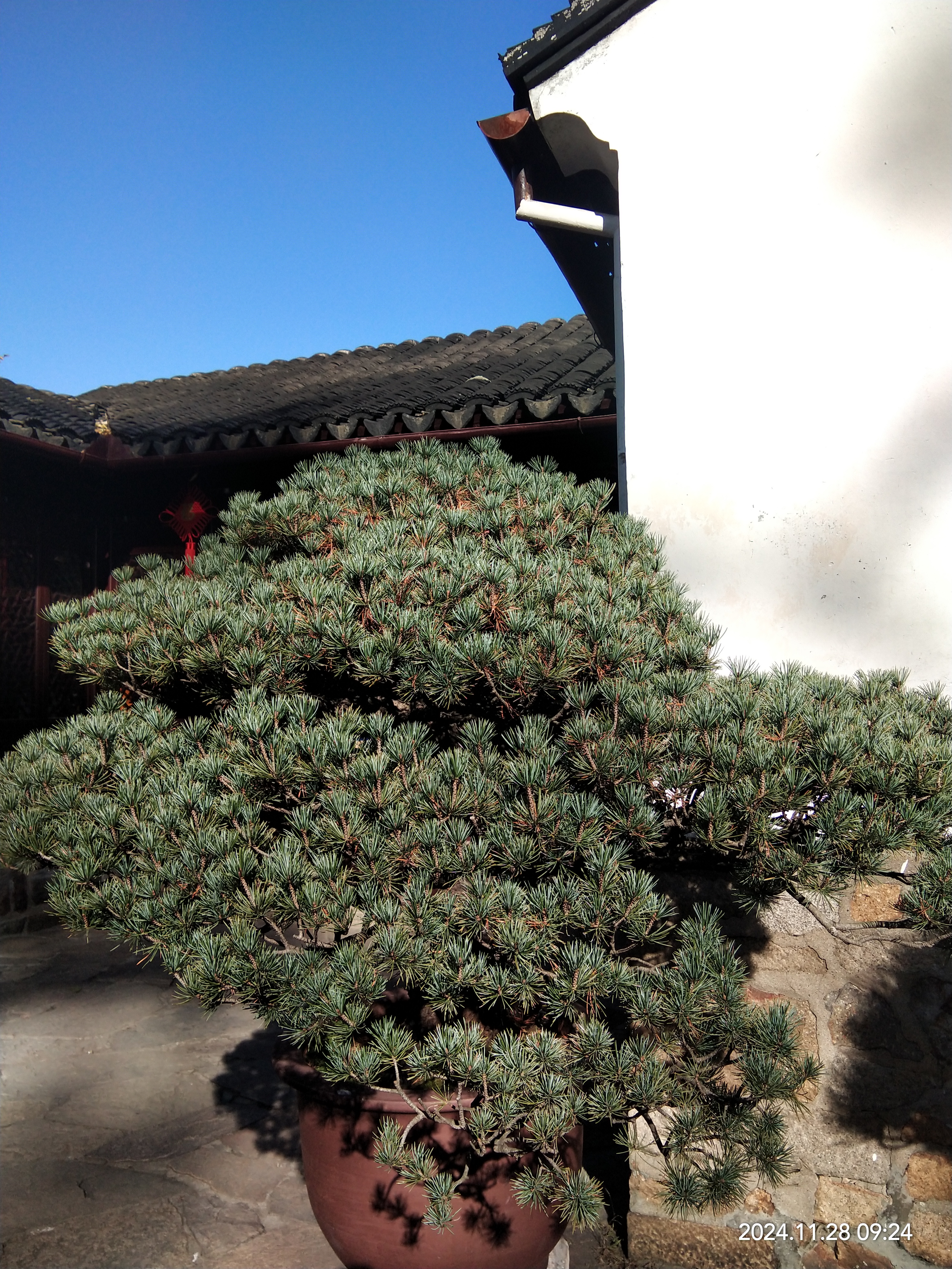 盆景_吃菜齁咸-站酷ZCOOL