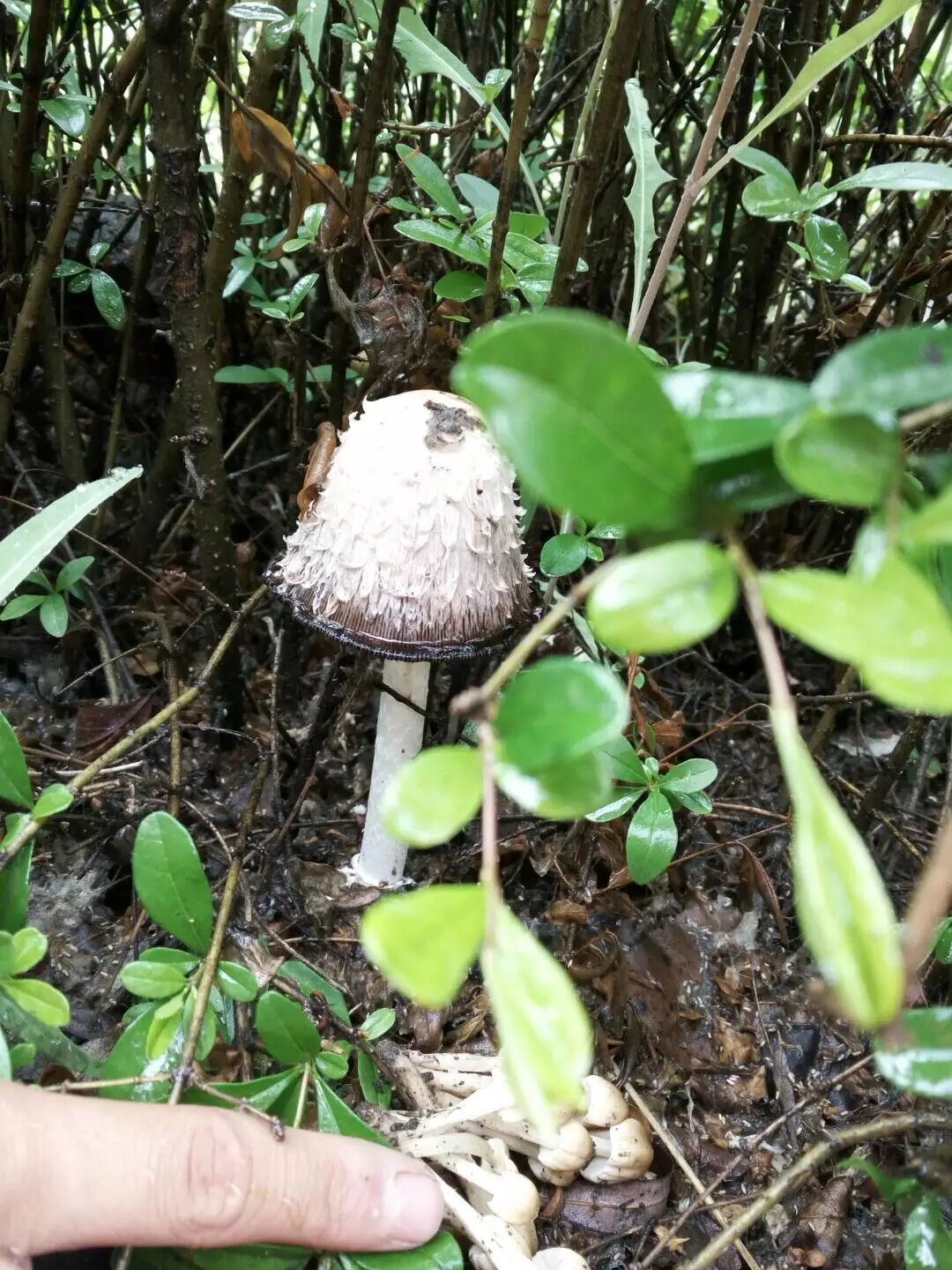 🍄林间小精灵——可爱的蘑菇_Carolin_瑶-站酷ZCOOL