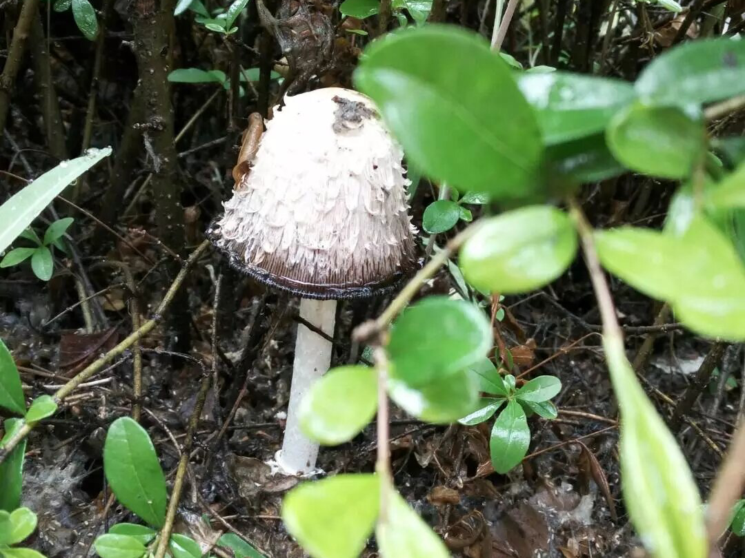 🍄林间小精灵——可爱的蘑菇_Carolin_瑶-站酷ZCOOL