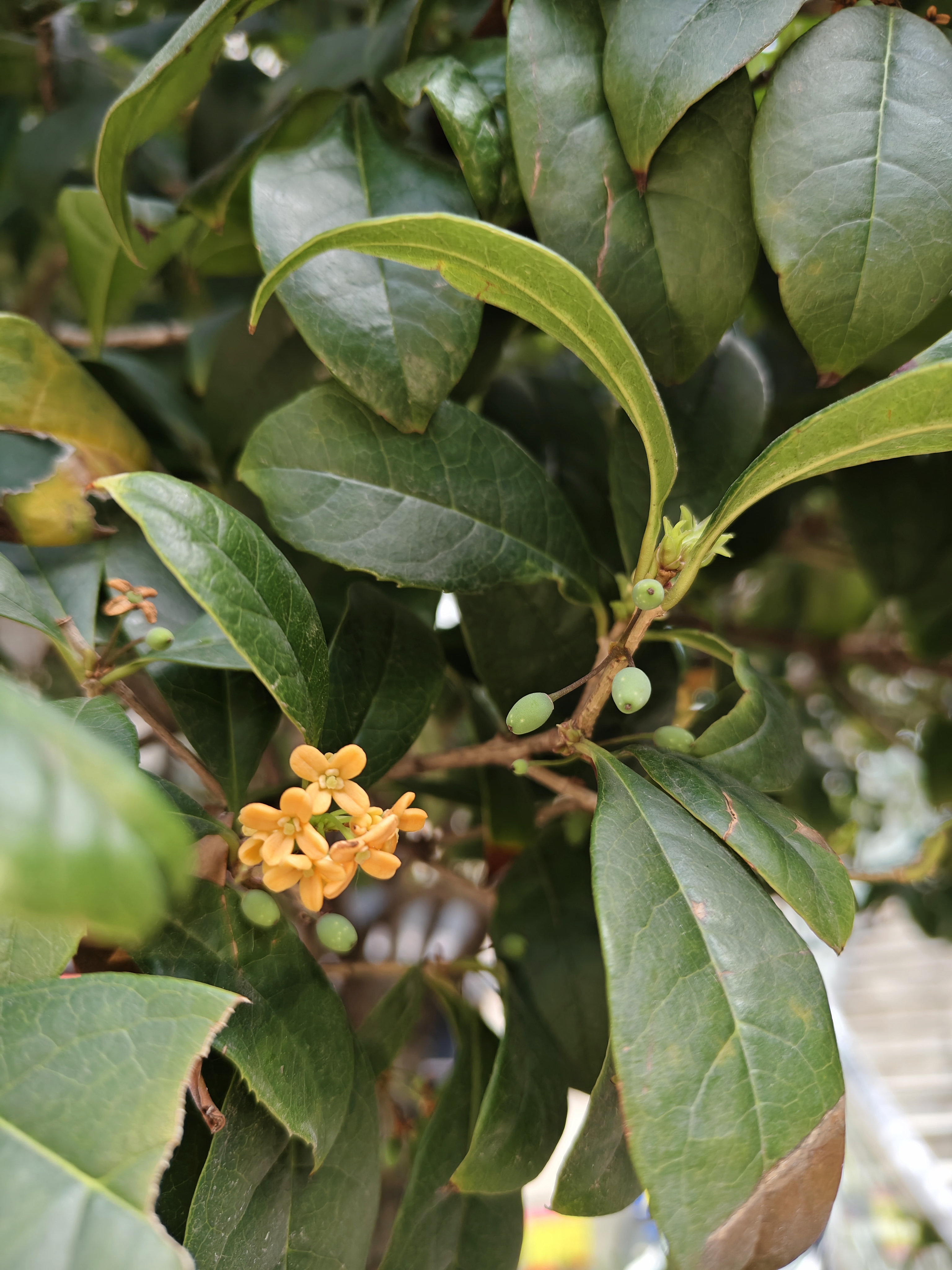 花果并存的桂花_cucu_J-站酷ZCOOL