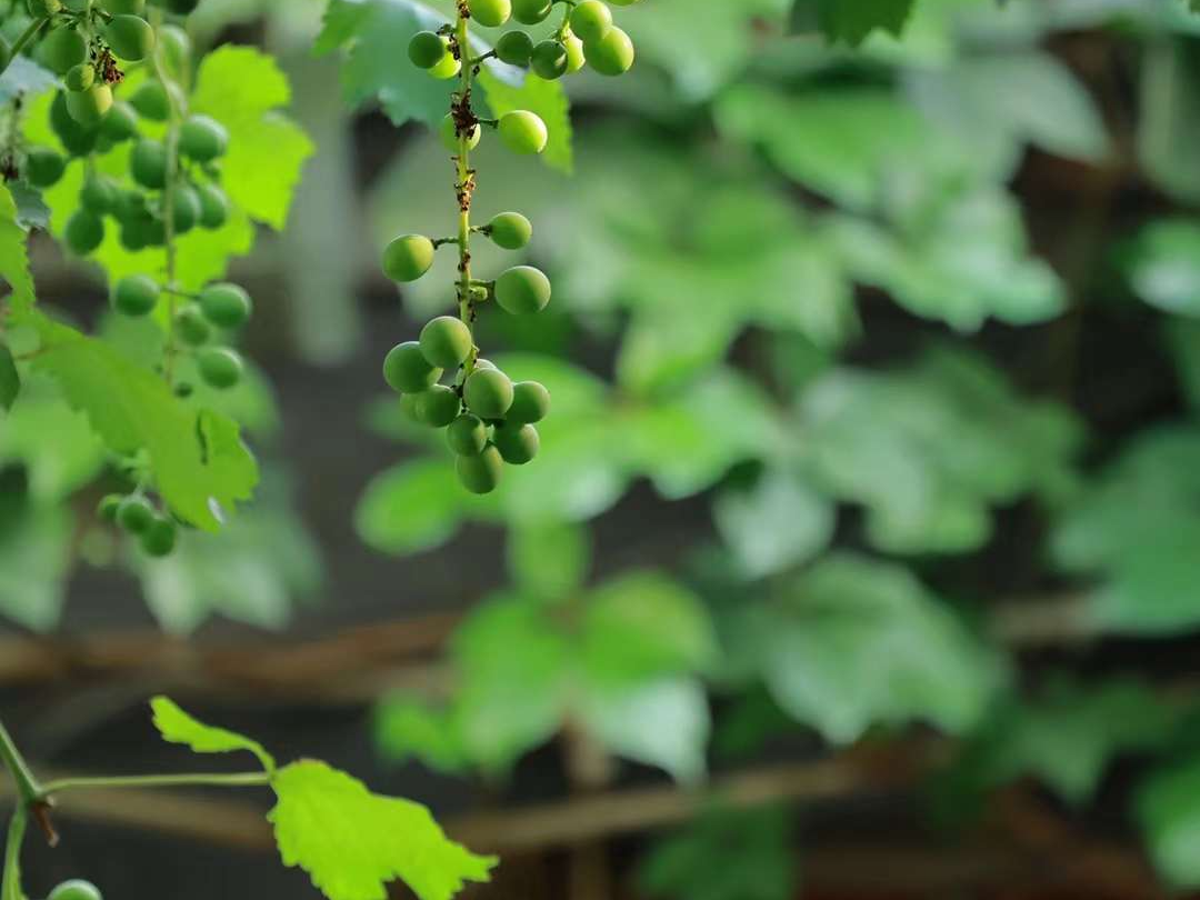 葡萄_小笼包222-站酷ZCOOL