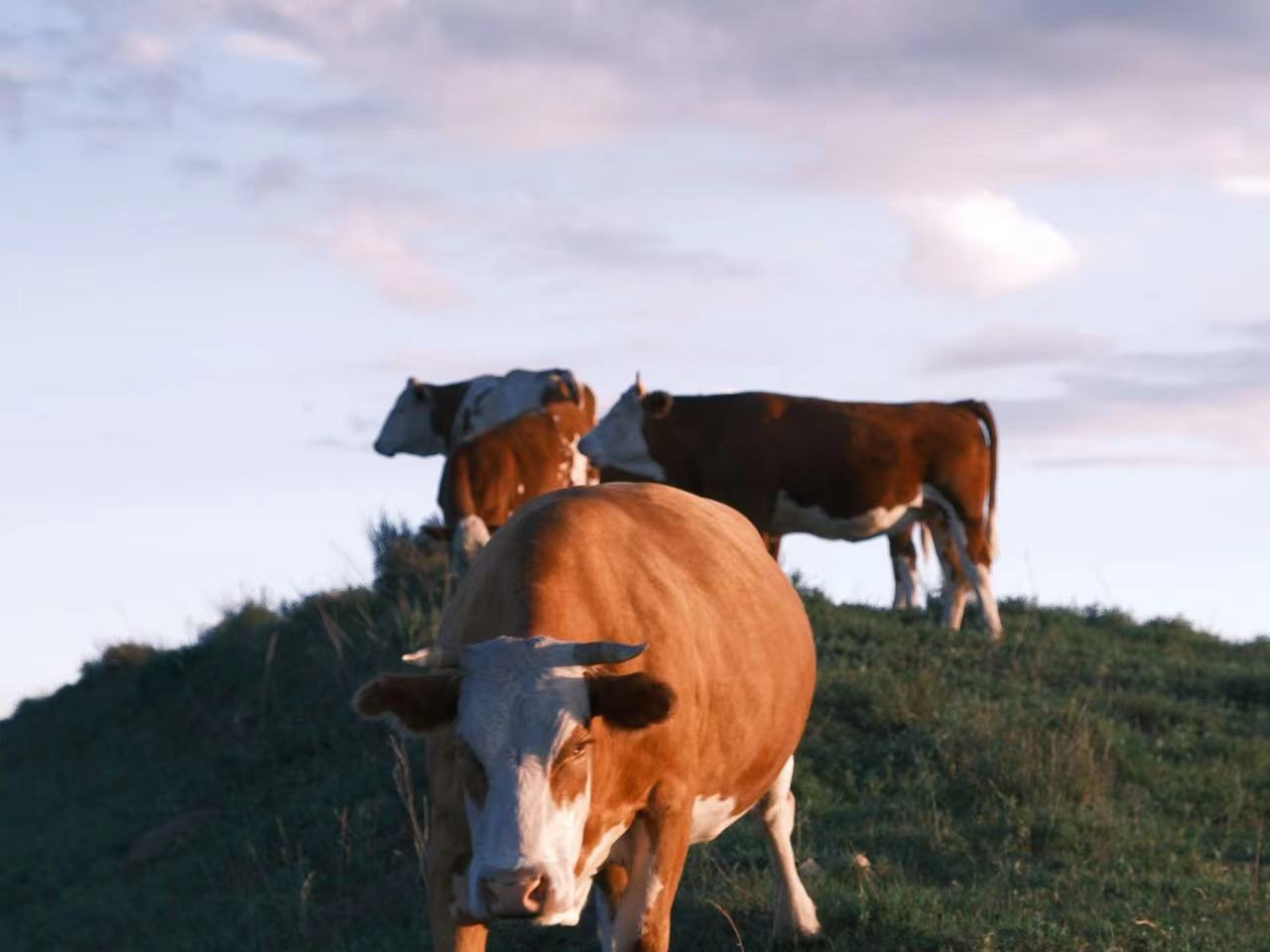 niu牛_haha嘻嘻-站酷ZCOOL