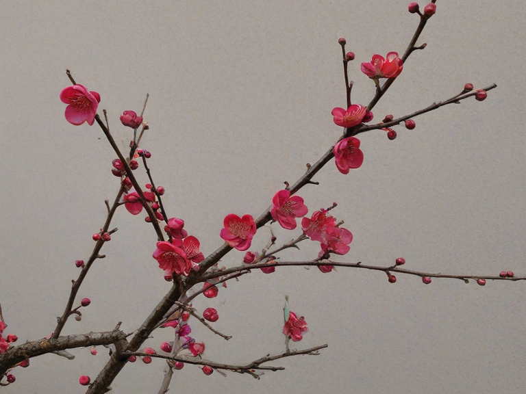 梅花_独one无two-站酷ZCOOL