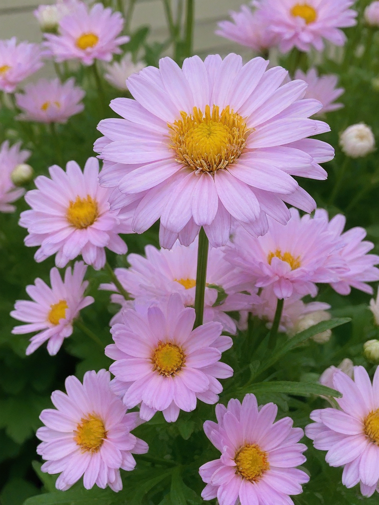 菊_独one无two-站酷ZCOOL