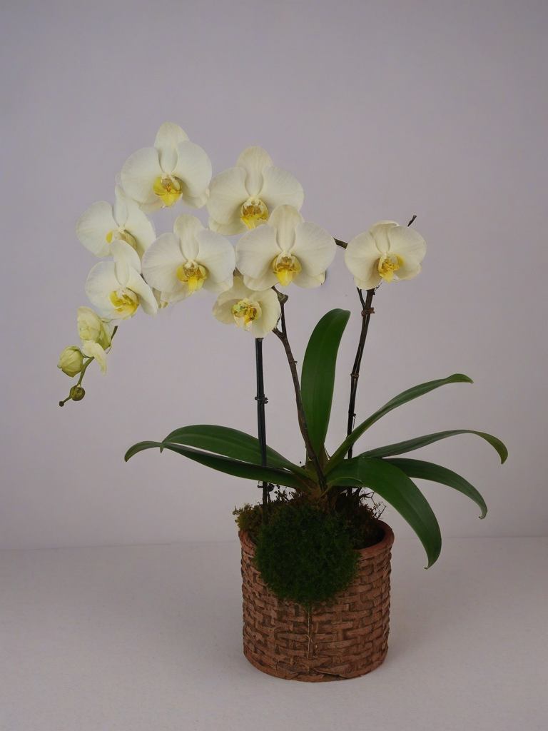 兰_独one无two-站酷ZCOOL