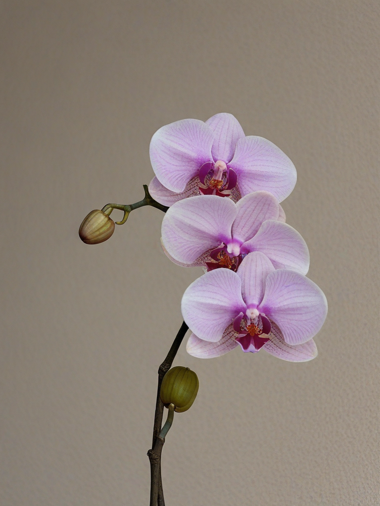 兰_独one无two-站酷ZCOOL