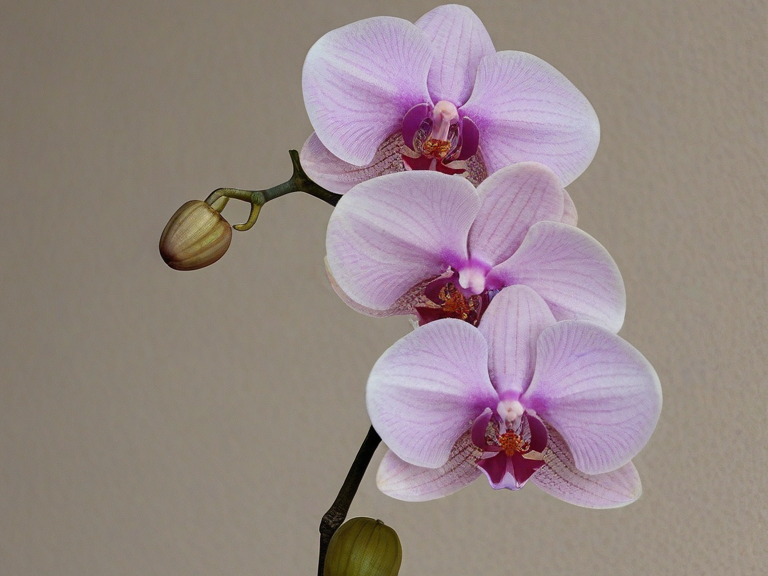 兰_独one无two-站酷ZCOOL