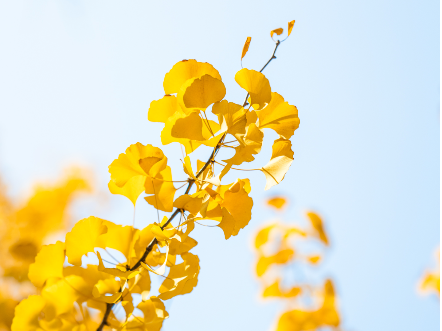 上海局门路银杏街_朱尼尔沙发SUFFA-站酷ZCOOL