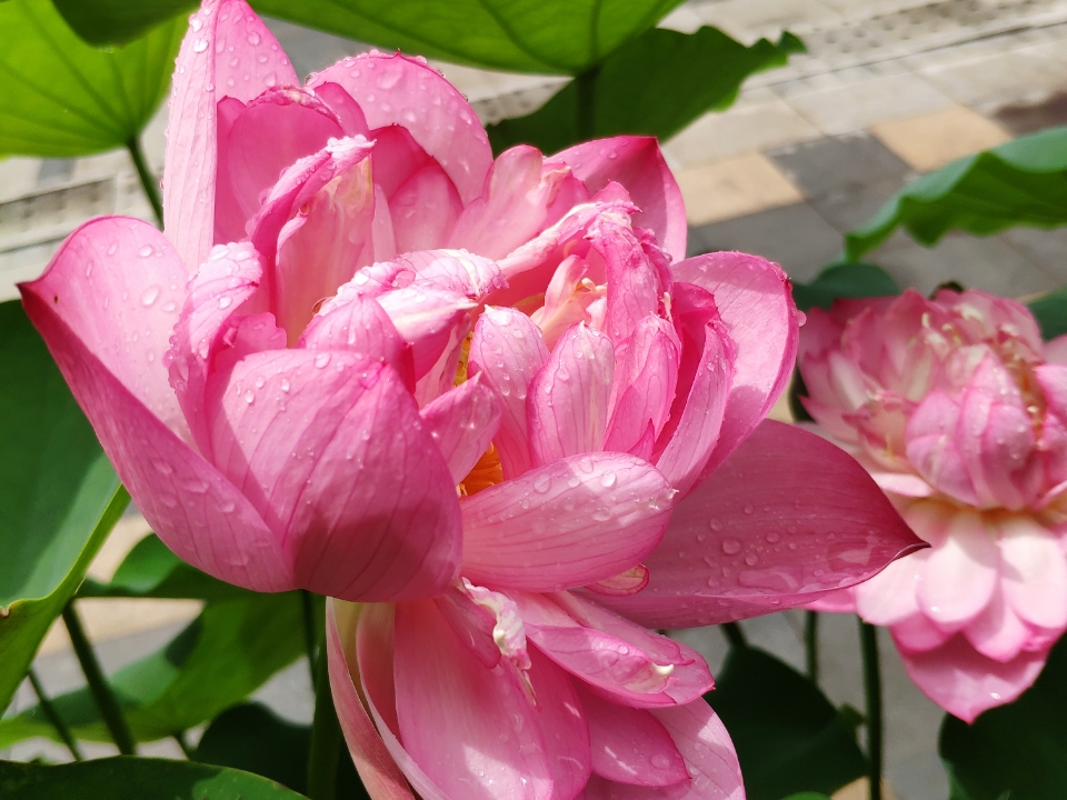 手机摄影-荷花_cucu_J-站酷ZCOOL