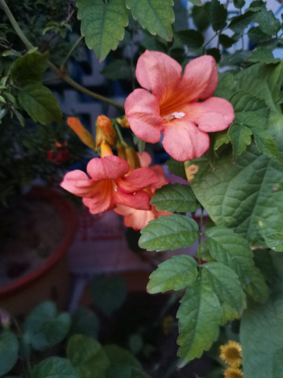 手机摄影-花卉1_cucu_J-站酷ZCOOL