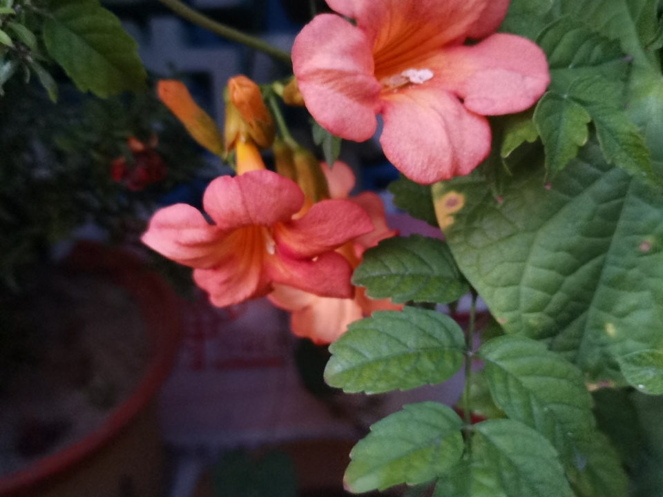 手机摄影-花卉1_cucu_J-站酷ZCOOL