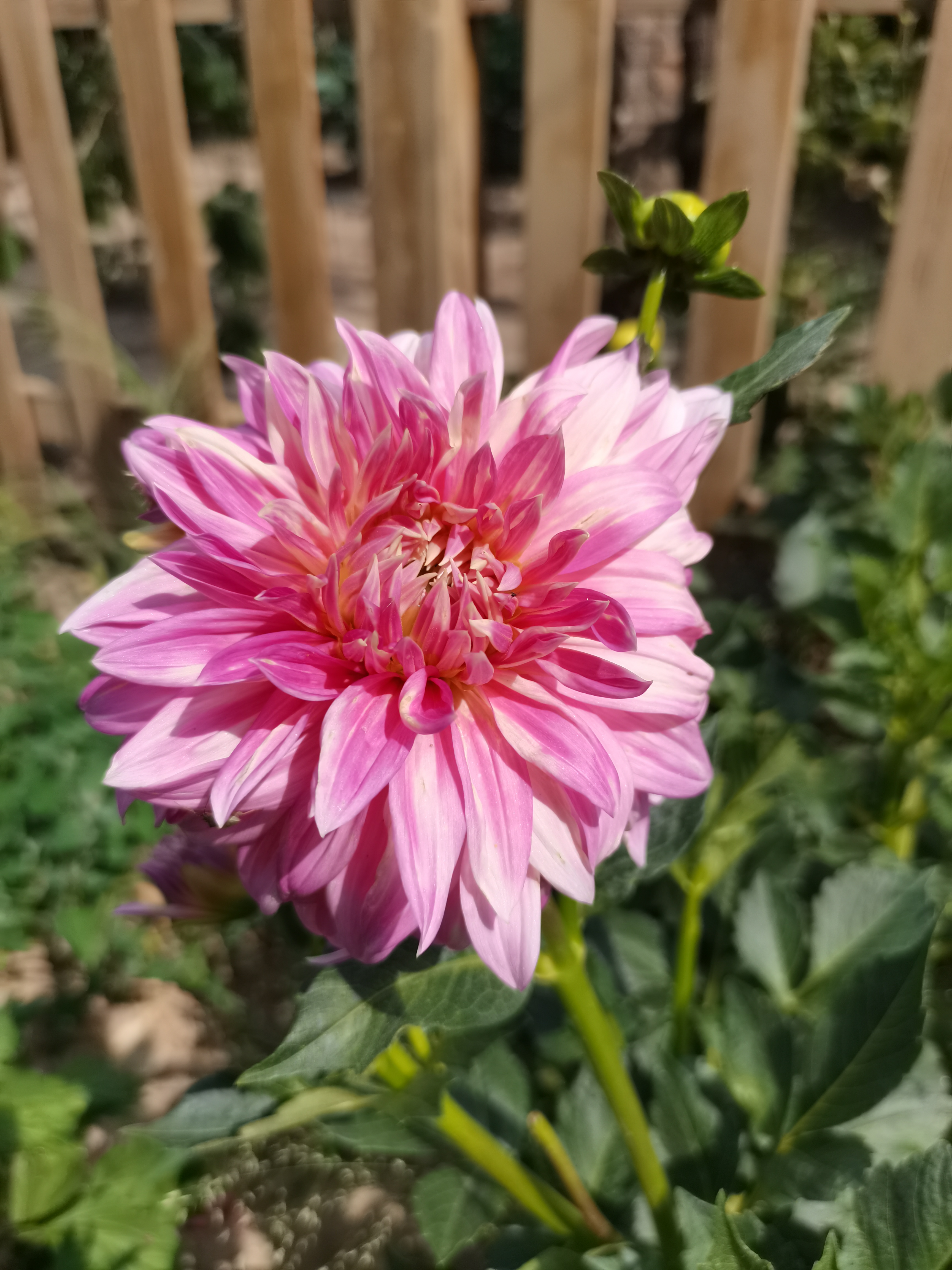 手机摄影-花卉2_cucu_J-站酷ZCOOL