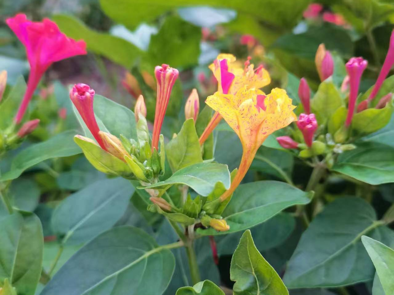 手机摄影-花卉6_cucu_J-站酷ZCOOL