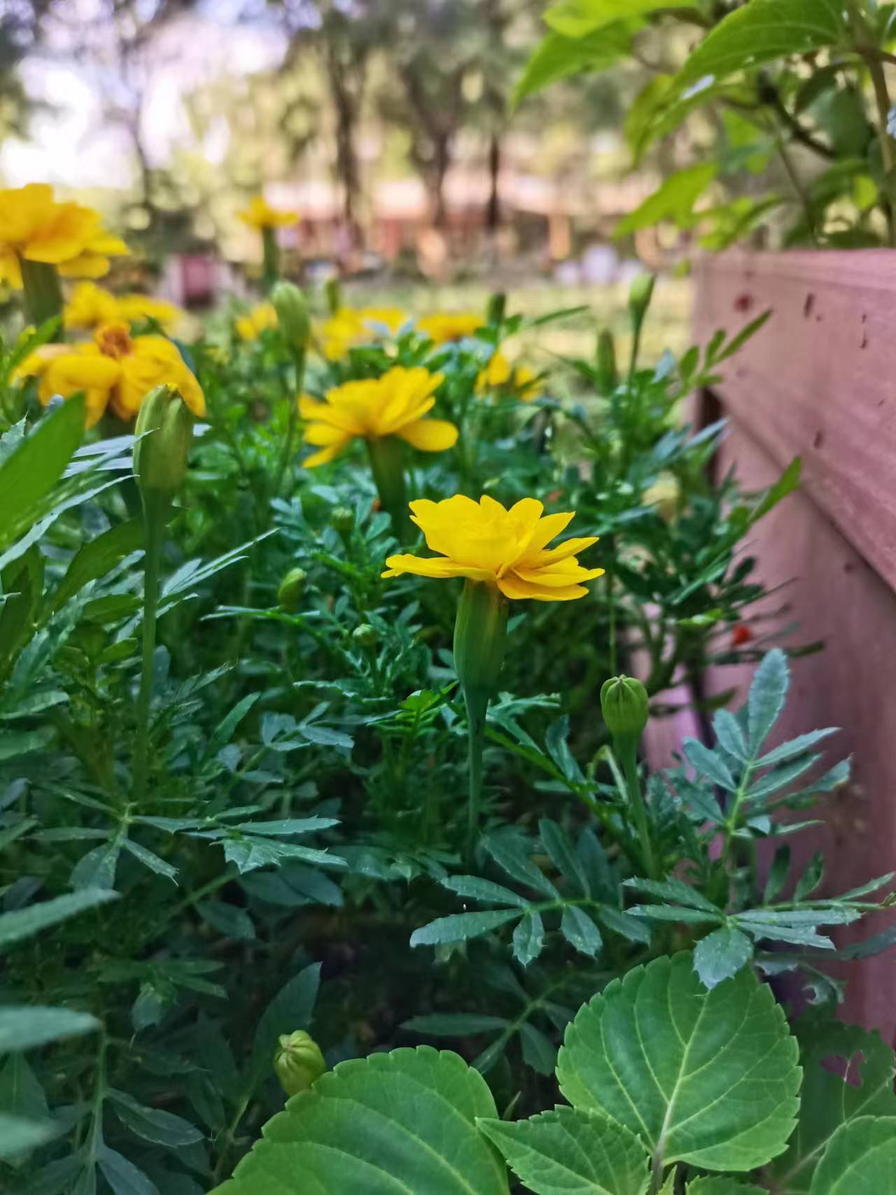 手机摄影-花卉7_cucu_J-站酷ZCOOL