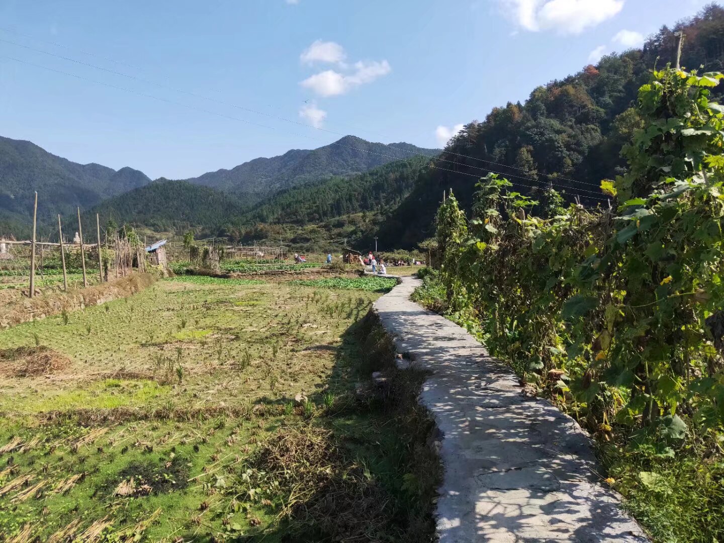 🌾乡间小路的诗意时光_Carolin_瑶-站酷ZCOOL