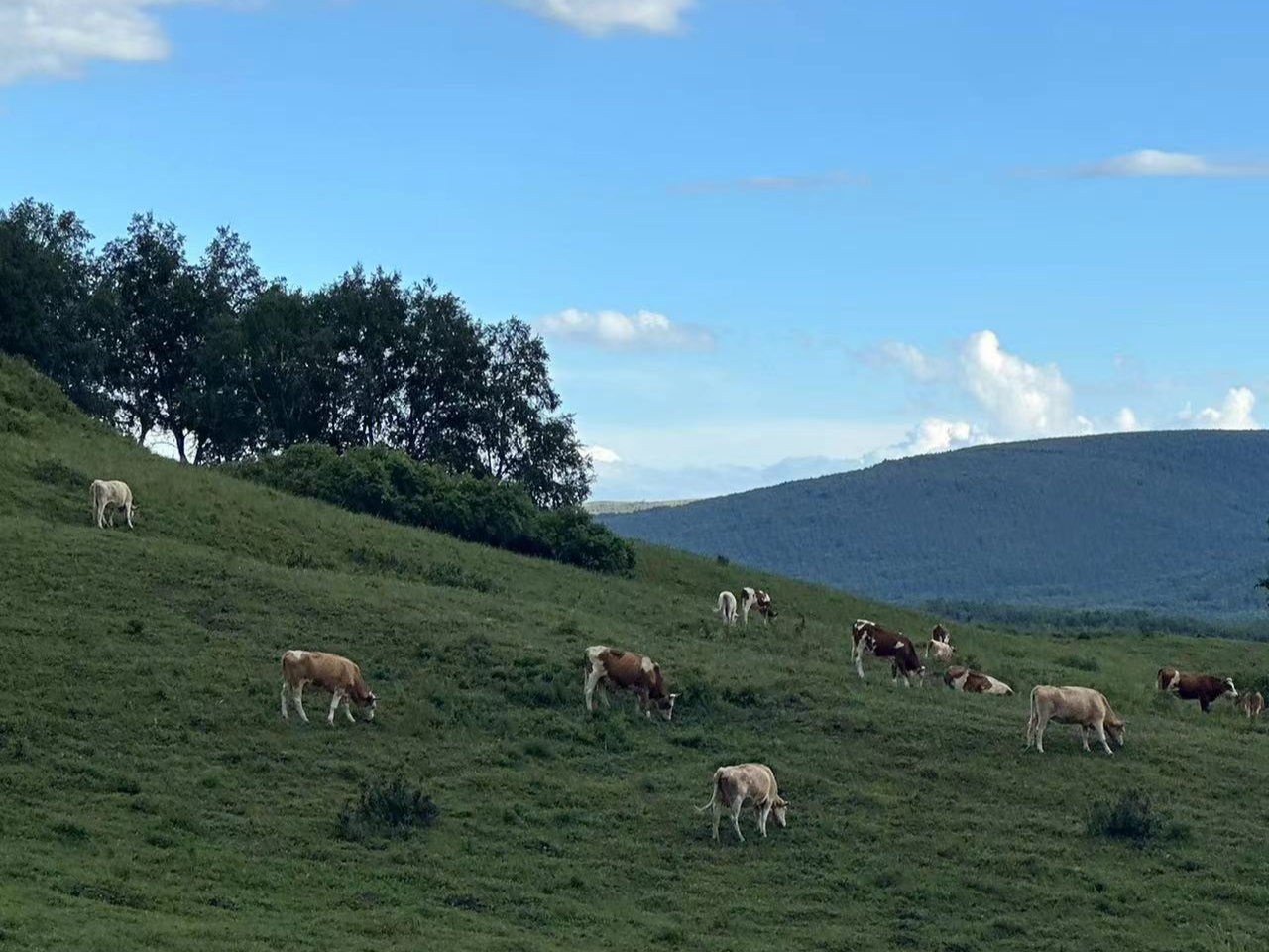 满山牛羊_haha嘻嘻-站酷ZCOOL