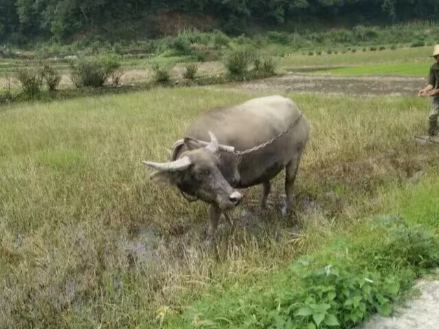 🌿🐄【乡村风情，与大自然共舞的灰色水牛 】🌿_ZhMao-站酷ZCOOL