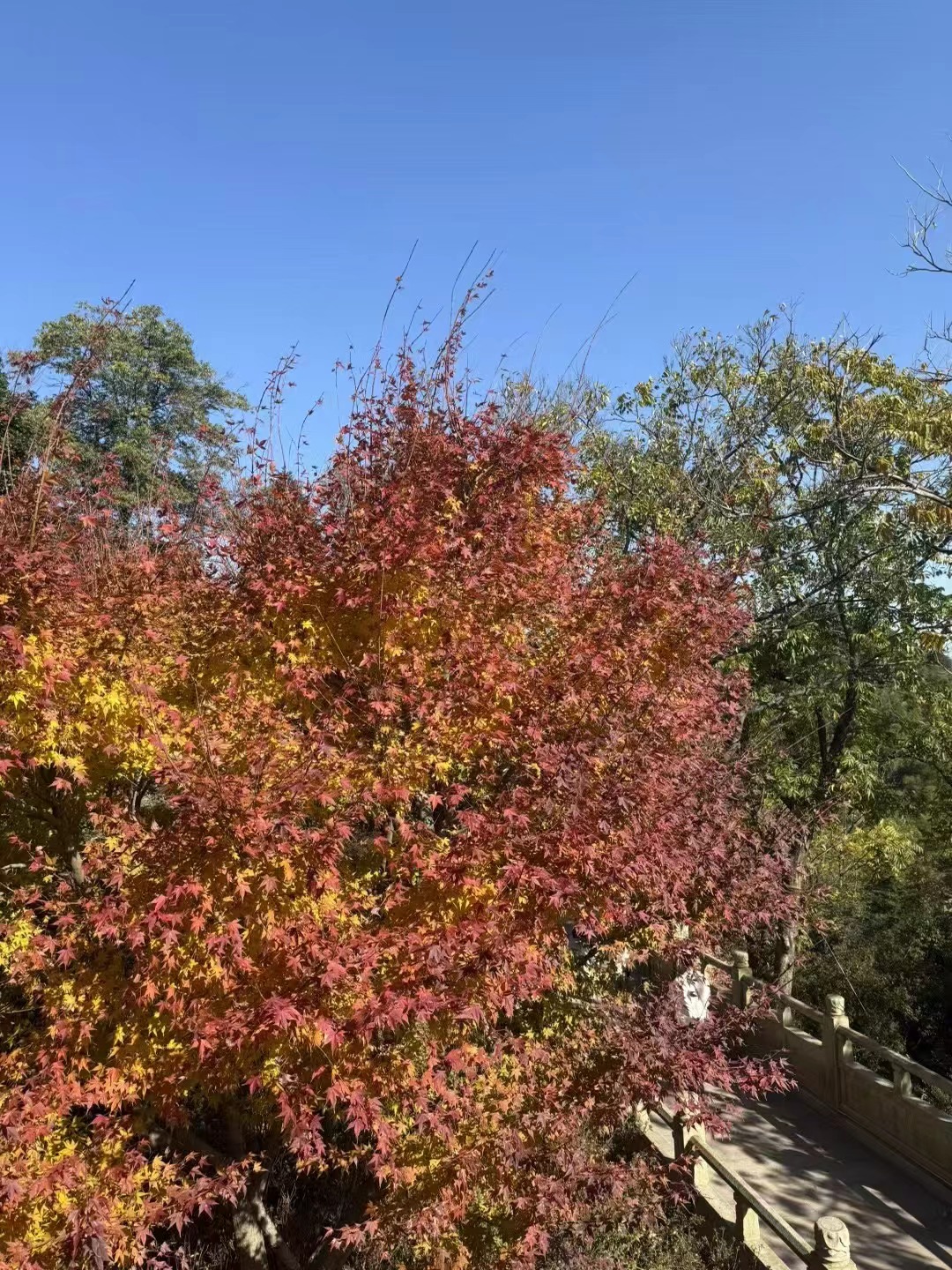 美景_小狮纸cool-站酷ZCOOL