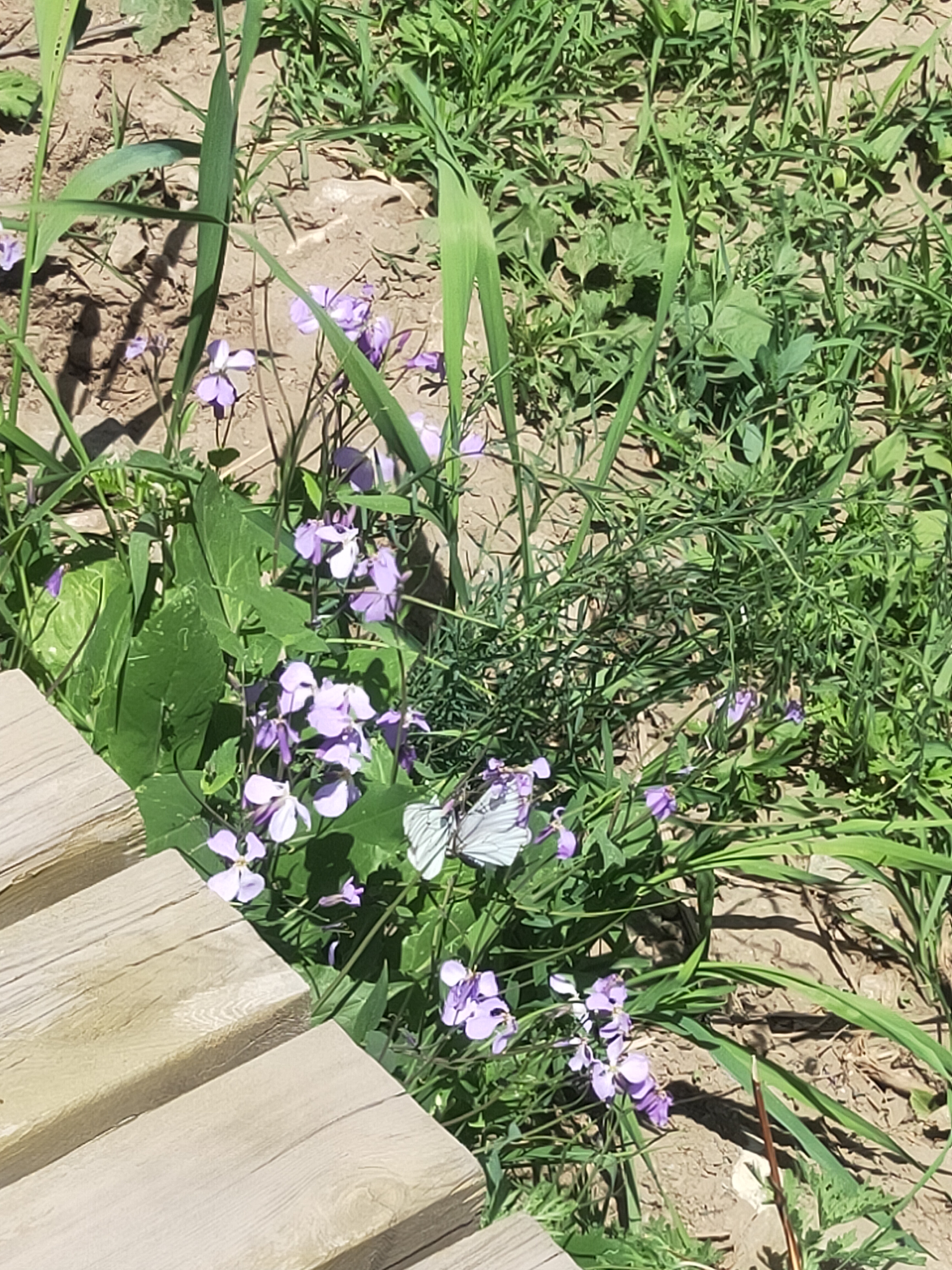 邂逅花丛中的蝴蝶，感受春日生机🦋_ZhMao-站酷ZCOOL