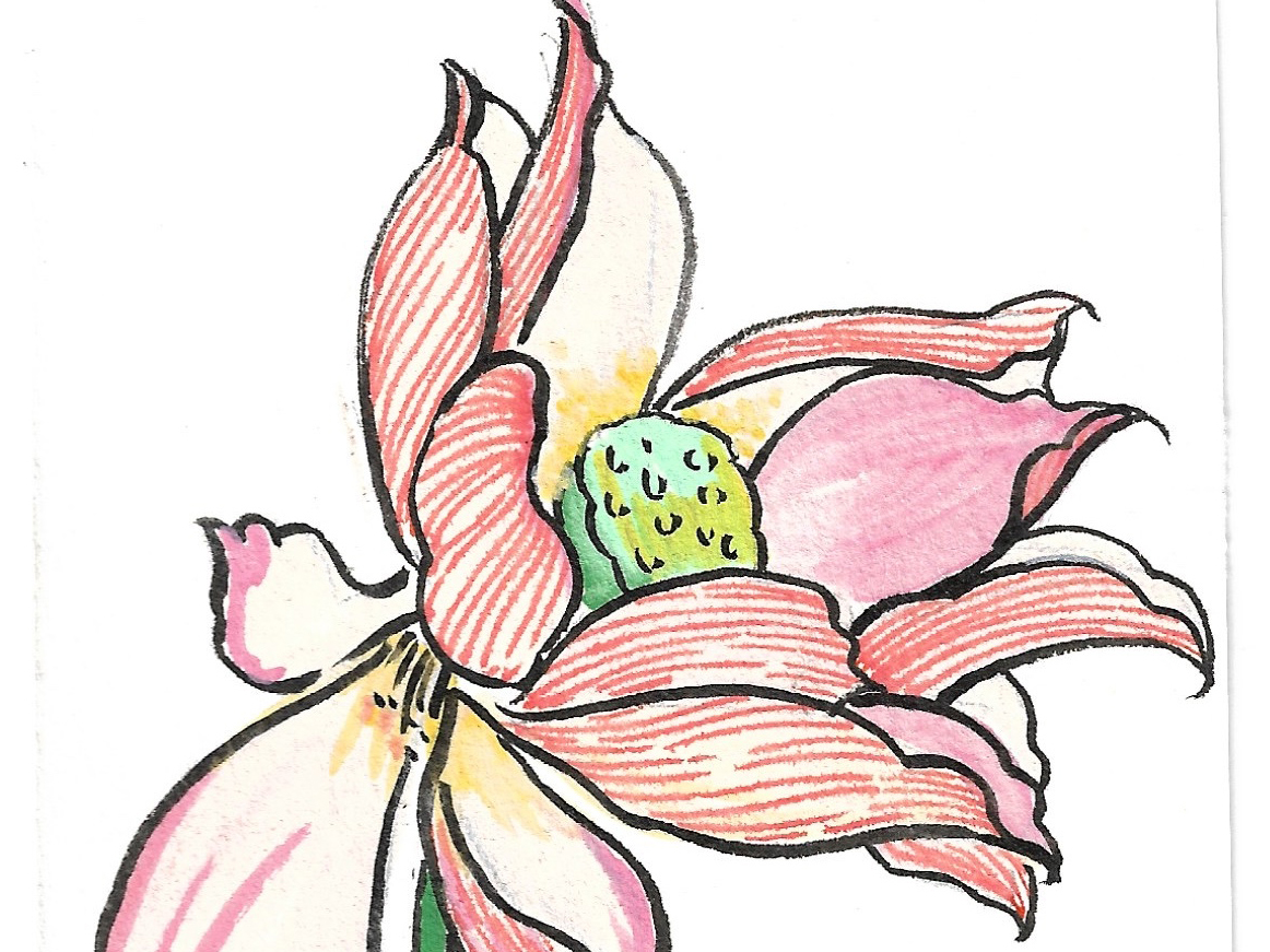 手绘荷花_素材网站_图片免费下载-ZCOOL站酷