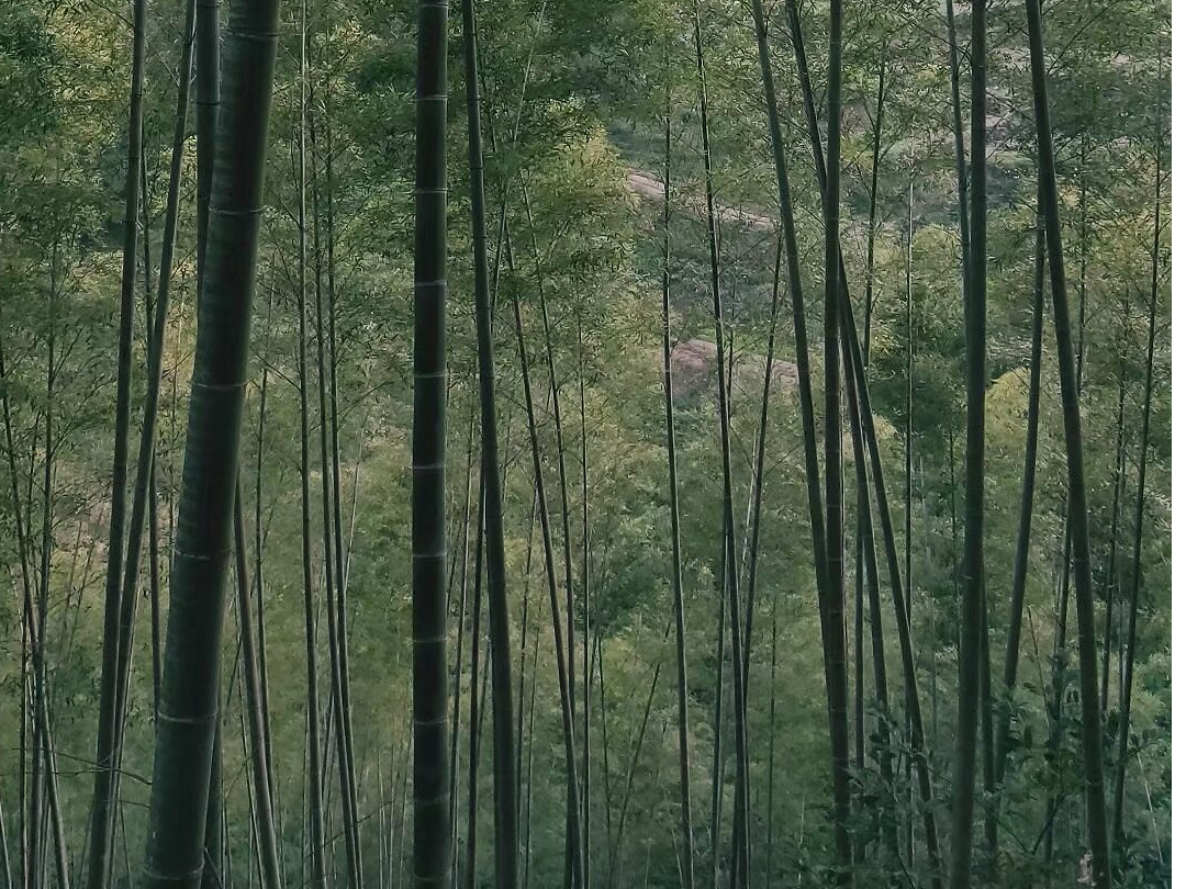 🏞️俯瞰村落，被竹林环绕的人间仙境_Carolin_瑶-站酷ZCOOL