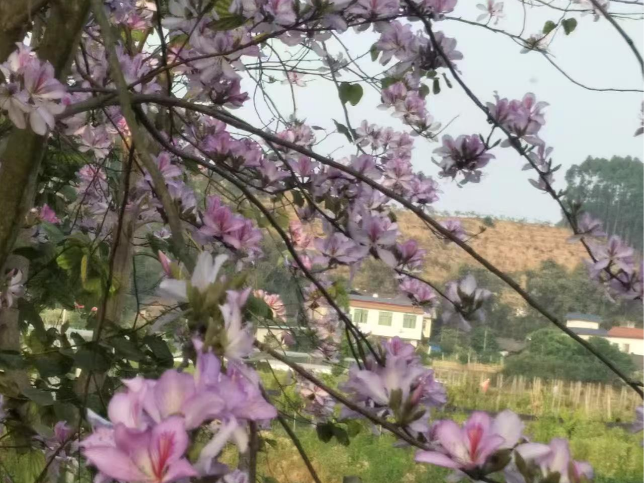 13_SIBER-站酷ZCOOL