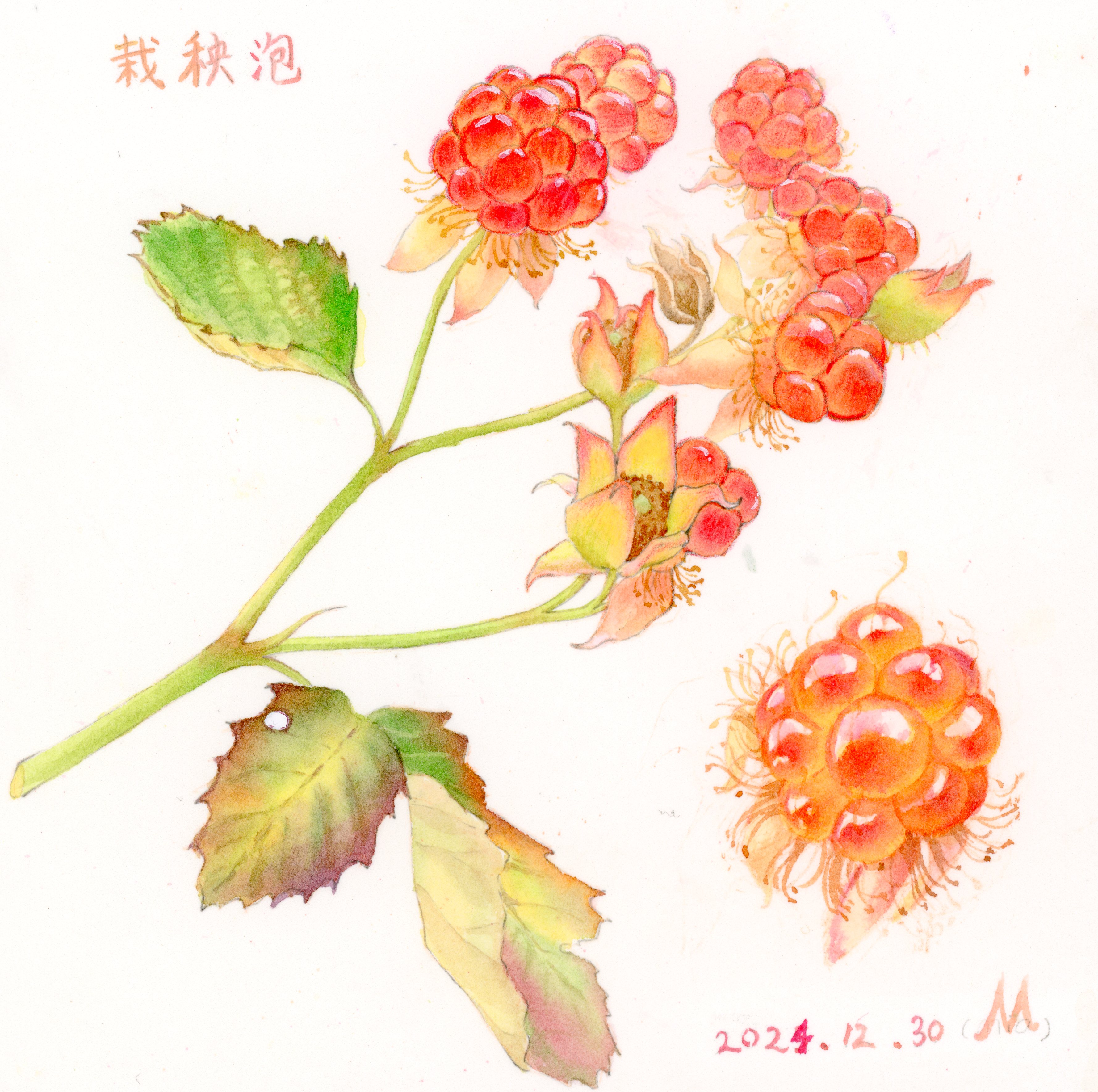 植物系列3️⃣：栽秧泡🔴_Mia的魔法花园-站酷ZCOOL