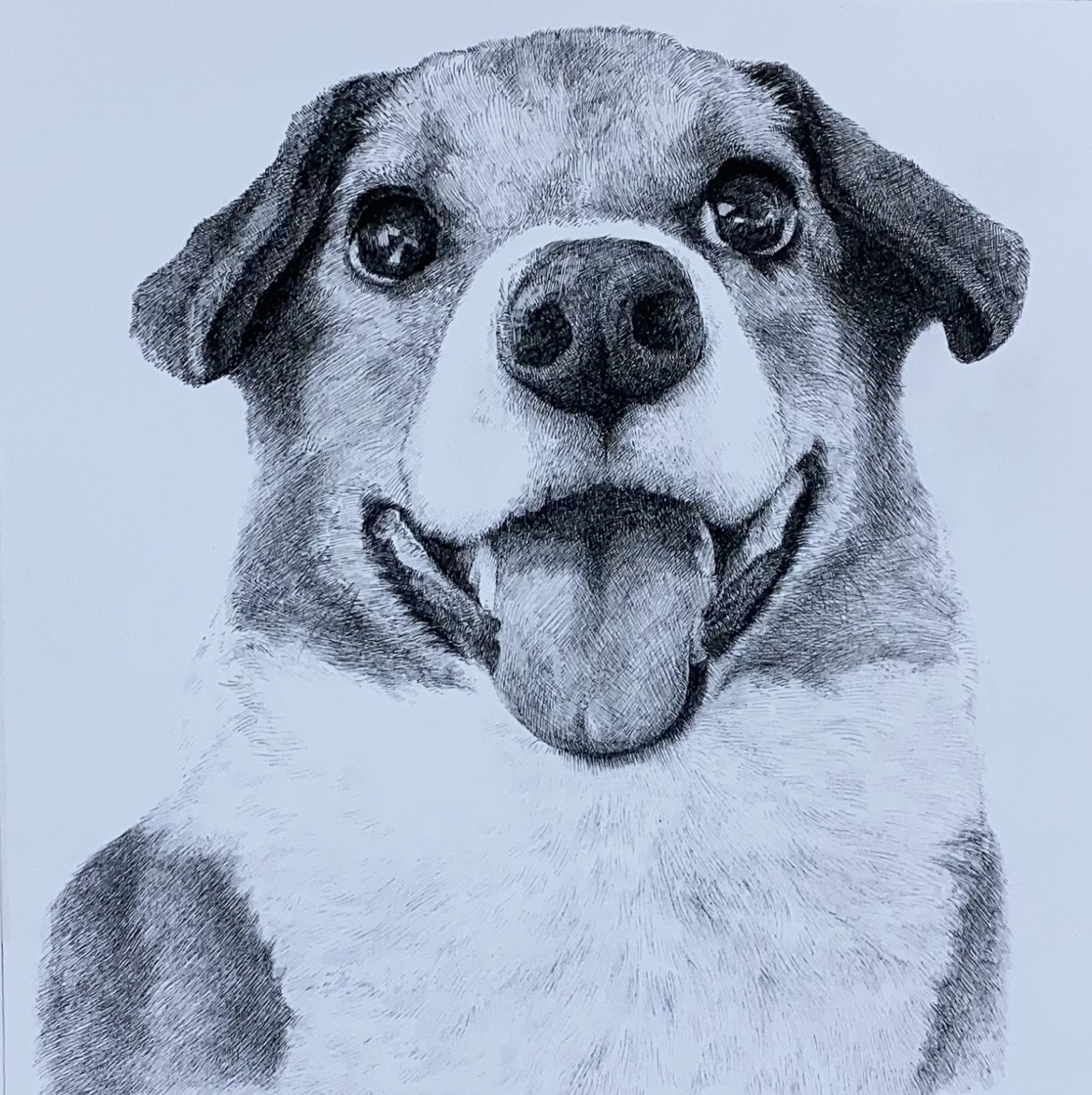 钢笔画🐶_向日葵1984-站酷ZCOOL