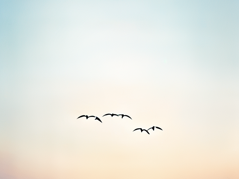 海鸥_独one无two-站酷ZCOOL