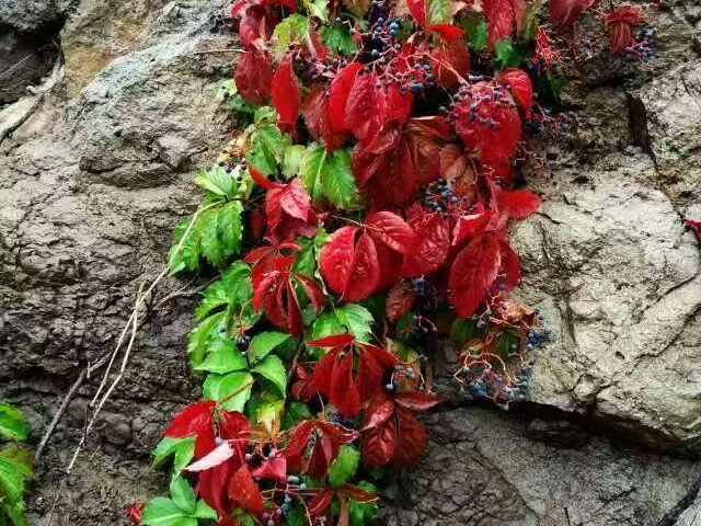 花_Can1022-站酷ZCOOL