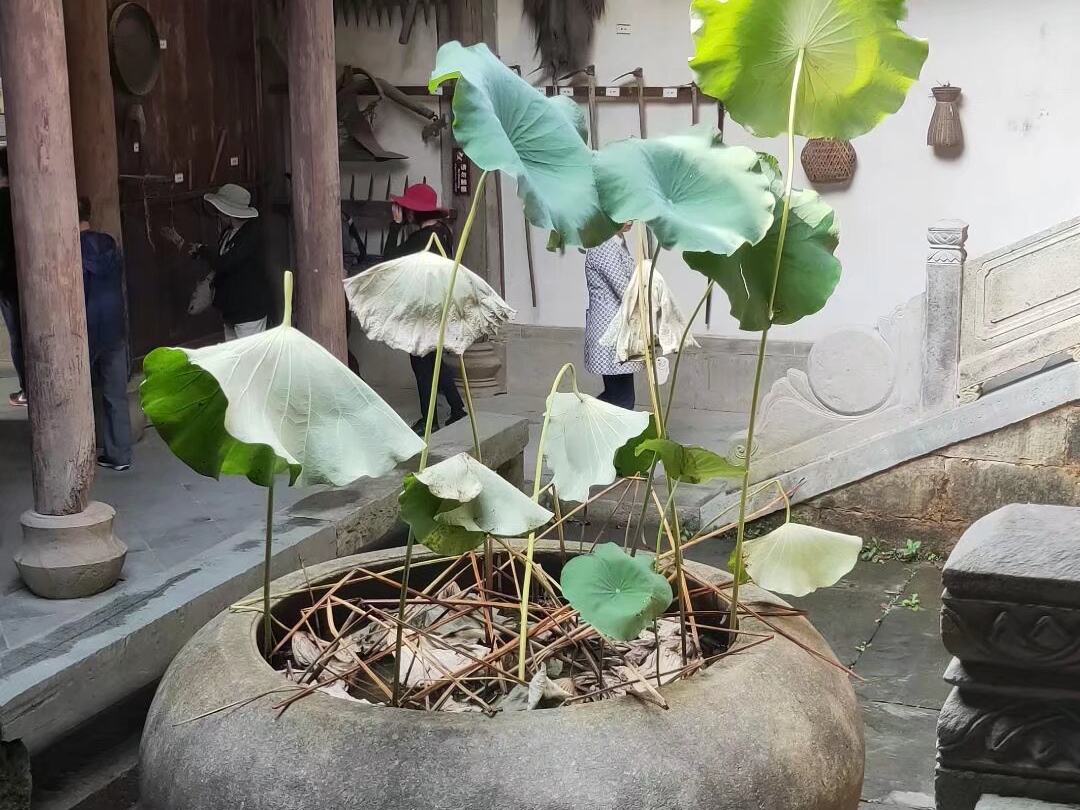 🍃庭院中的荷叶：中式庭院的静谧一角_Carolin_瑶-站酷ZCOOL