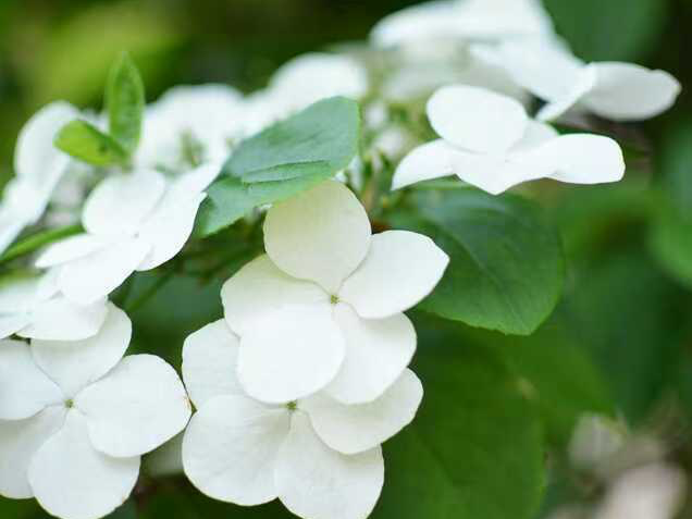 花_Can1022-站酷ZCOOL