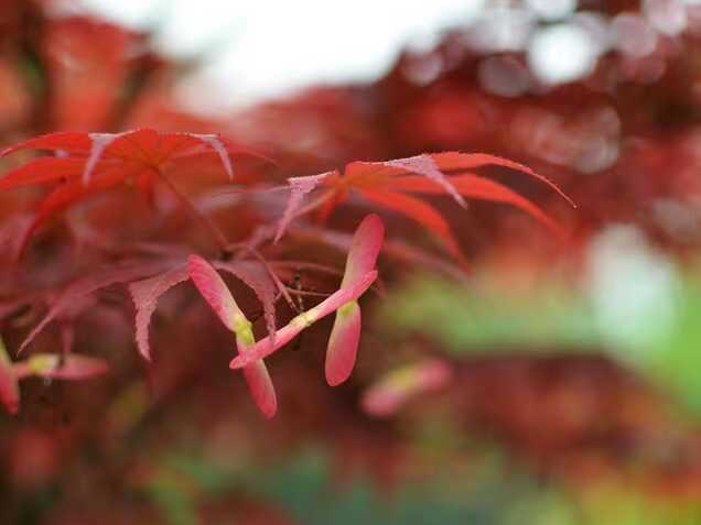 花_Can1022-站酷ZCOOL