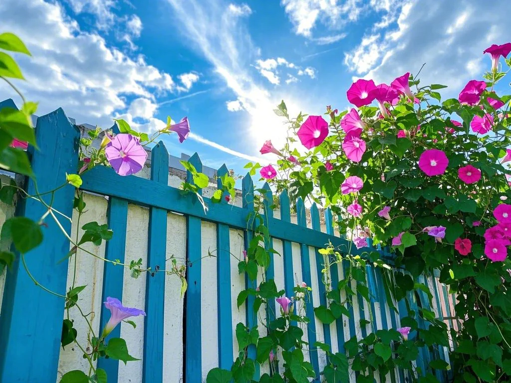 牵牛花狗尾巴草_waakon-站酷ZCOOL