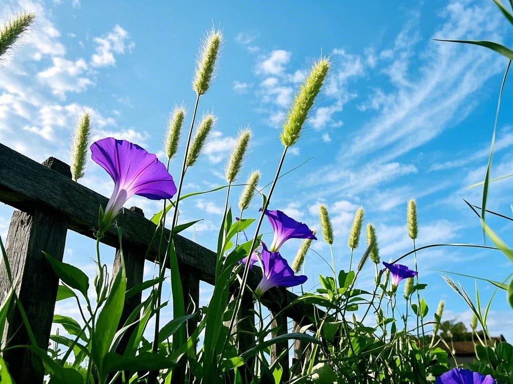 牵牛花狗尾巴草_waakon-站酷ZCOOL