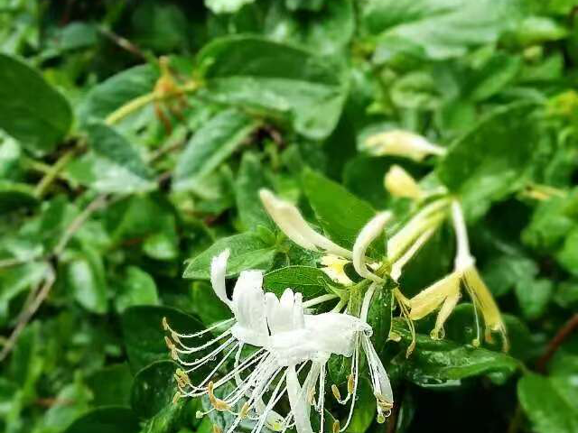 花_Can1022-站酷ZCOOL