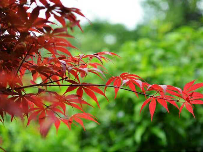 花_Can1022-站酷ZCOOL