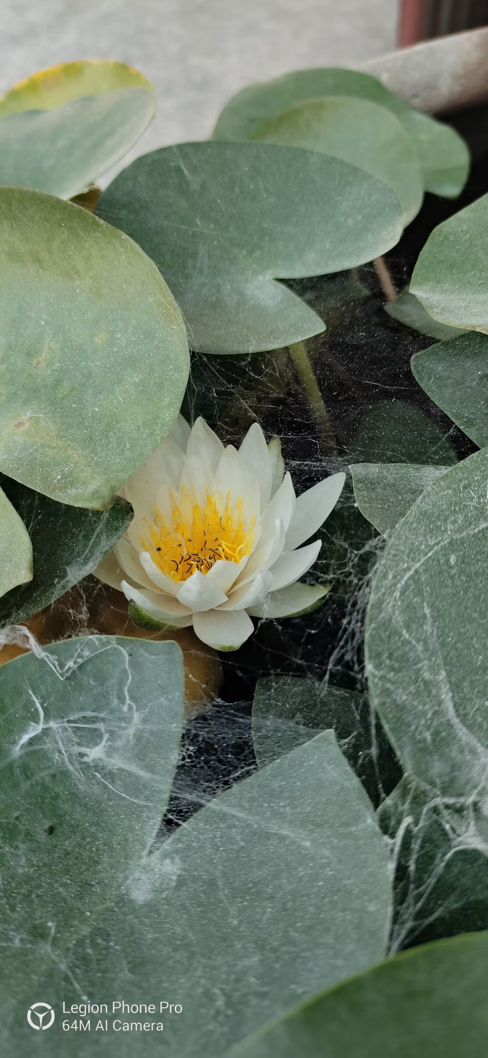 睡莲_扬海碧帆-站酷ZCOOL