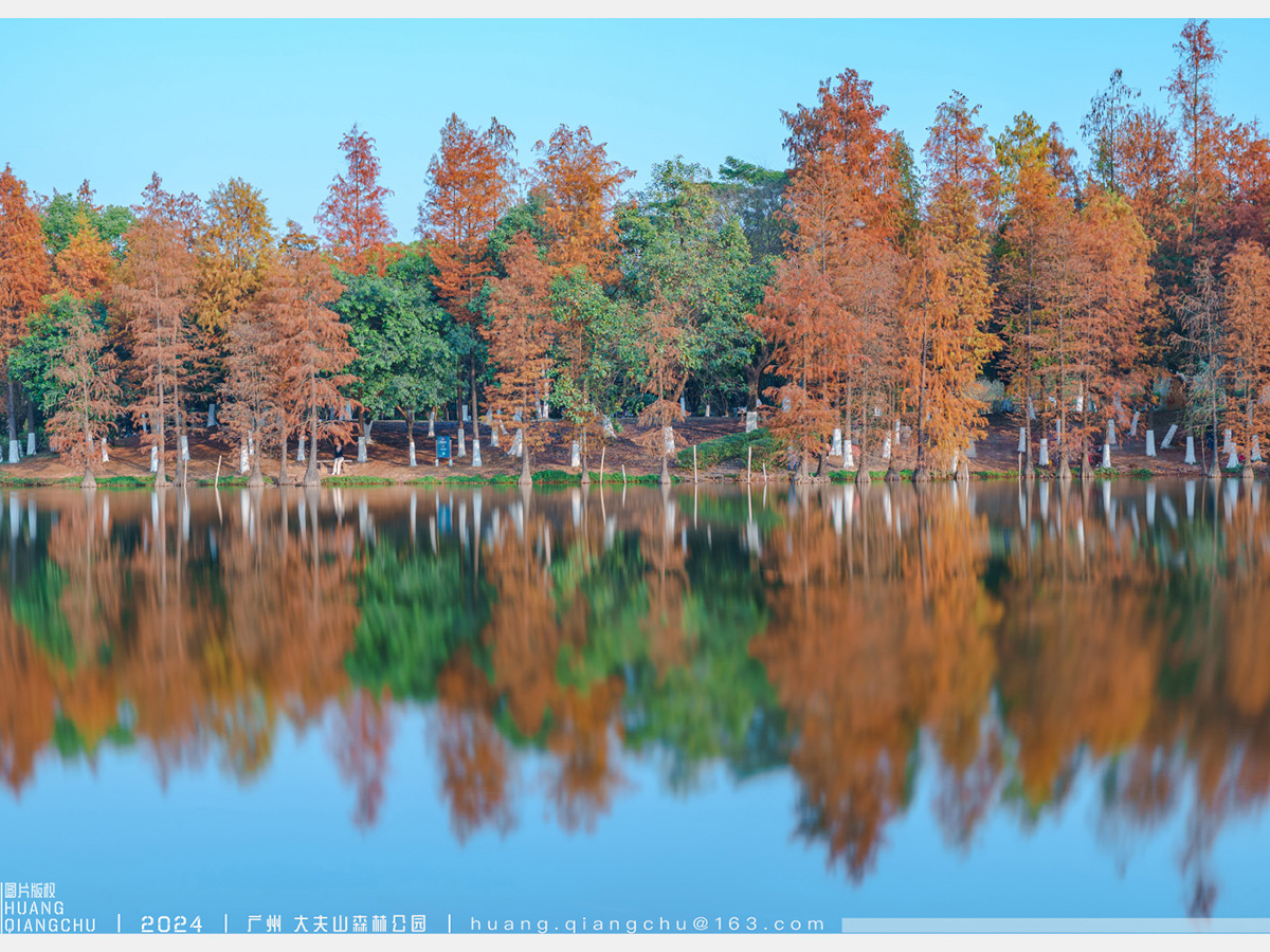 广州大夫山落羽杉｜抹秋_观于我的视界-站酷ZCOOL
