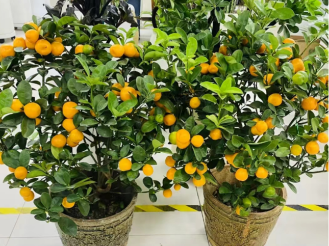 金桔_闫呀呀-站酷ZCOOL