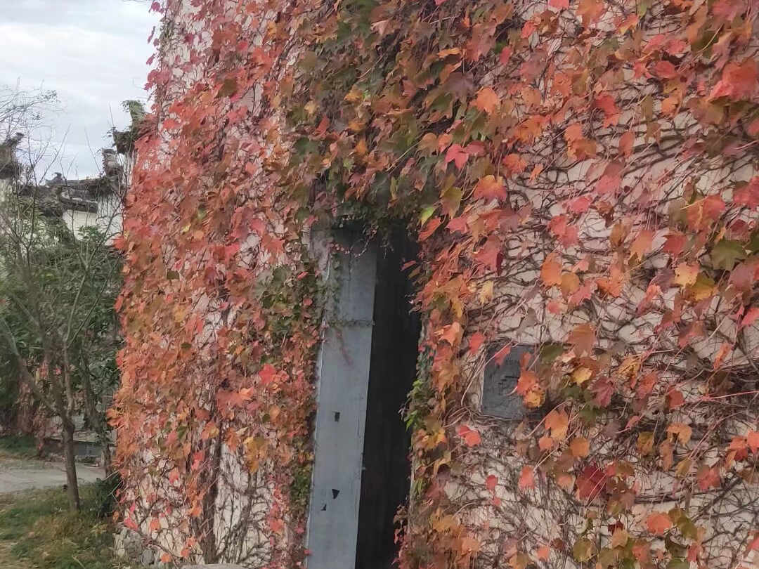 🍁秋意爬满墙，古宅的诗意浪漫_Carolin_瑶-站酷ZCOOL