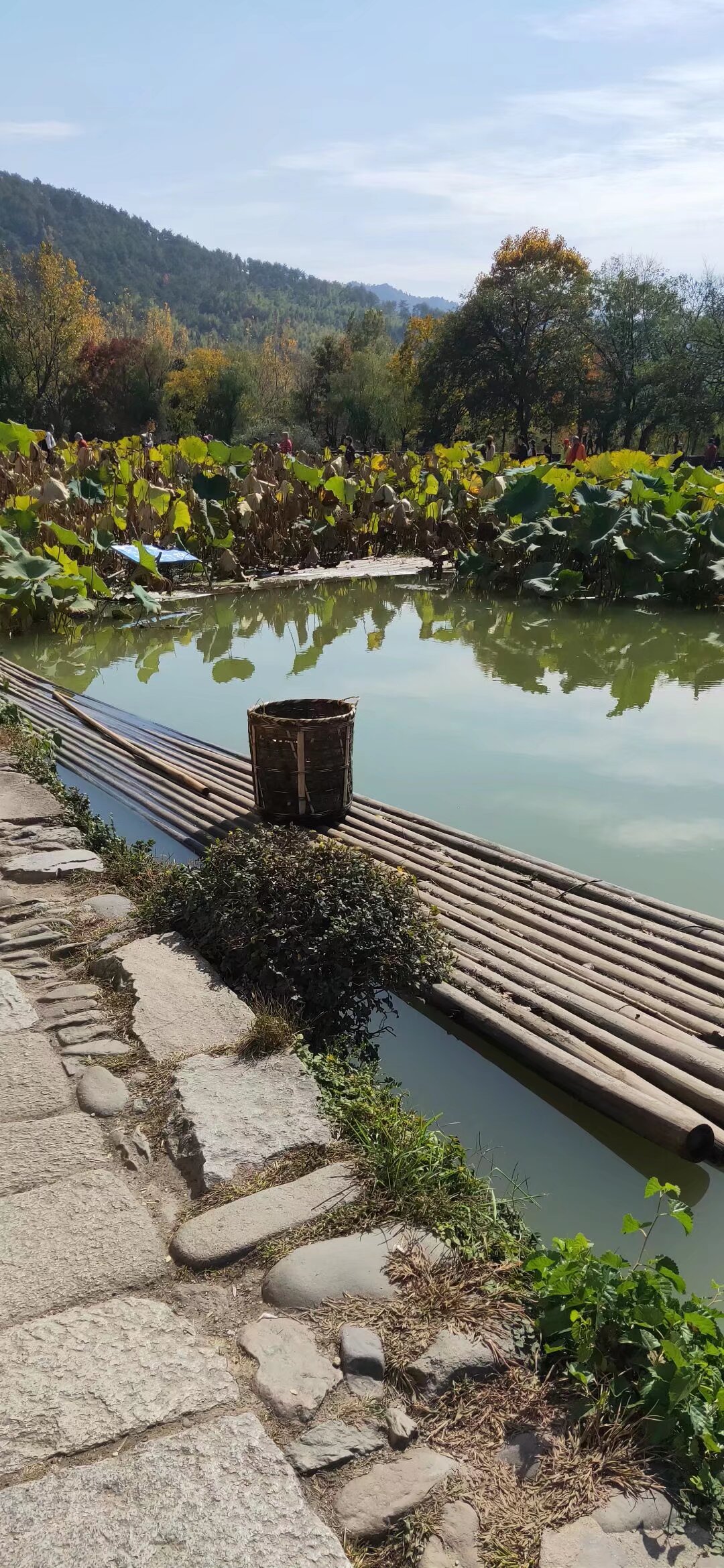 🌿竹筏荷塘，秋日里的诗意田园风光_Carolin_瑶-站酷ZCOOL