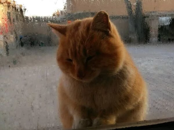 窗边遐想：橘猫的静谧冬日时光_ZhMao-站酷ZCOOL