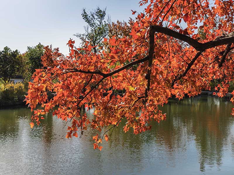 苏州天平山秋色_泛海子-站酷ZCOOL