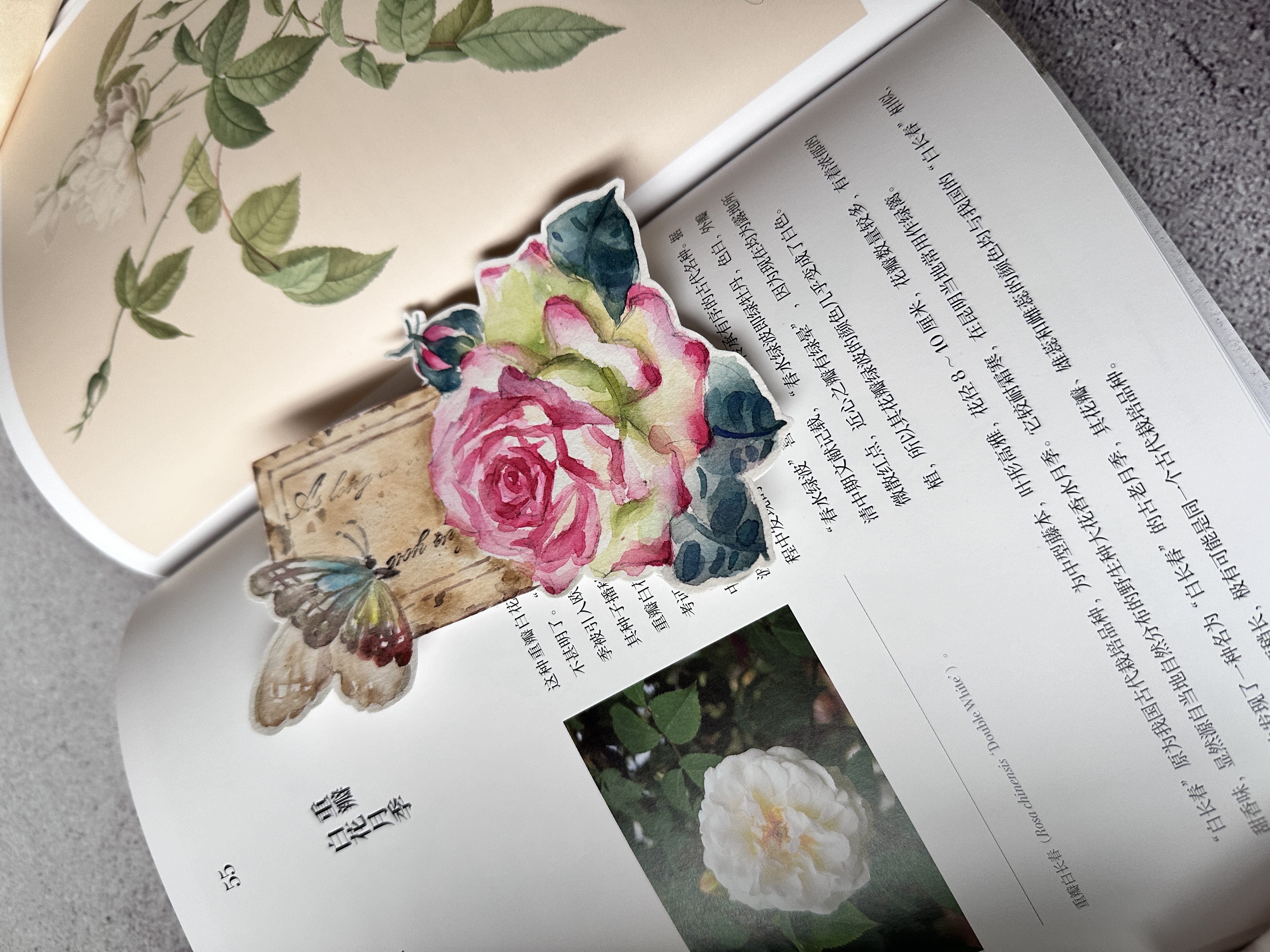 画一张玫瑰书签_Mosesmomo-站酷ZCOOL