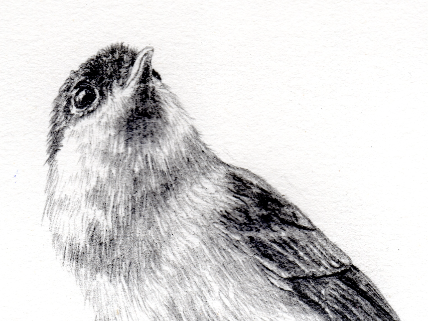 素描《残花独影》_力道创意品牌设计-站酷ZCOOL