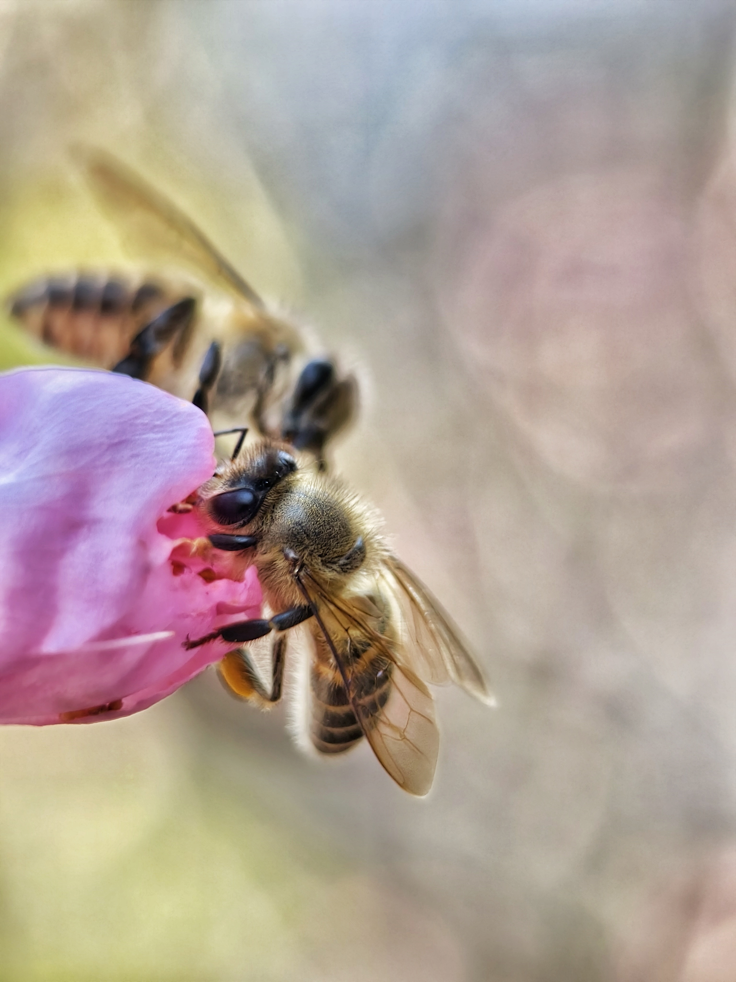 采蜜_Z588050774-站酷ZCOOL