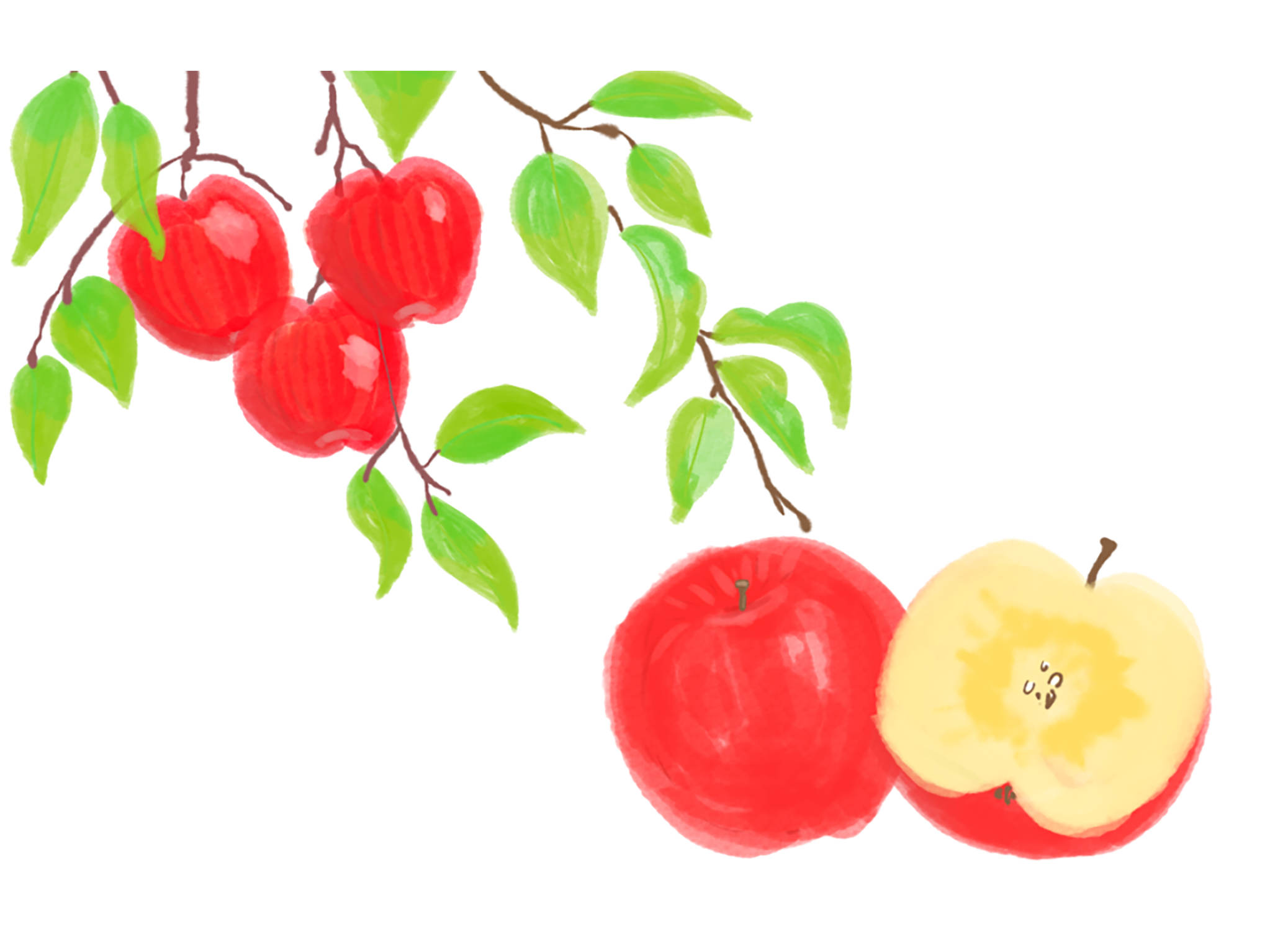 原创手绘苹果冰糖心苹果树_傲沉老萝莉-站酷ZCOOL